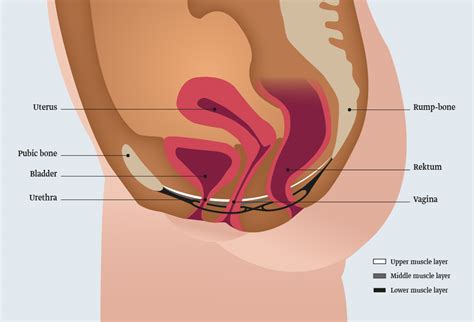 Pelvic Floor Trigger Points Diagram Female