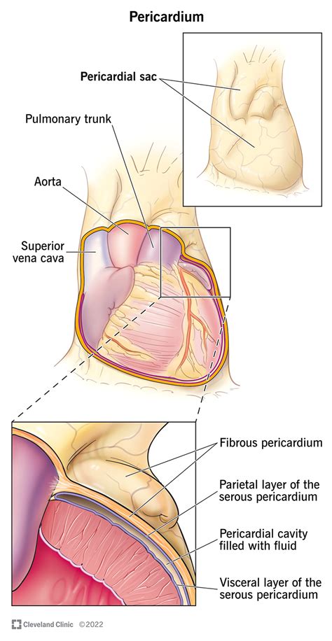 Fibrous Pericardium Diaphragm