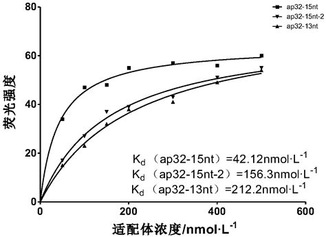Single Stranded Dna Aptamer Specifically Recognizing Tobramycin And
