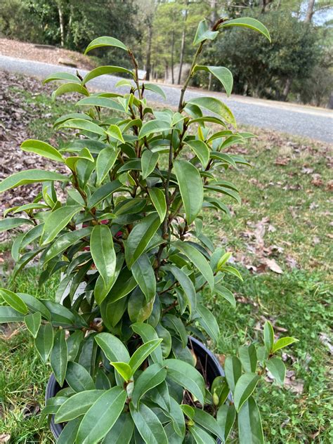 Stellar Ruby Banana Shrub Toms Creek Farm And Nursery