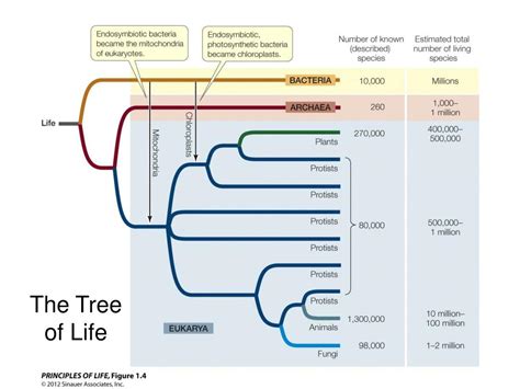 Ppt The Origins Of Photosynthesis Powerpoint Presentation Free