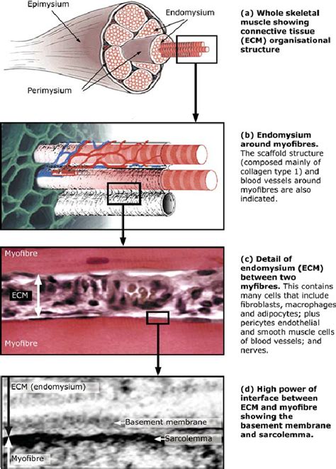 The ECM Structure Of Skeletal Muscle The Organization Of The ECM Is Download Scientific