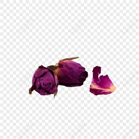 두 개의 보라색 건강한 말린 장미 차 사진 사진꽃잎두 꽃