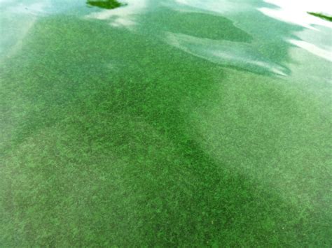 Algae Prevention Tips In Baltimore Catonsville Pool Maintenance Company