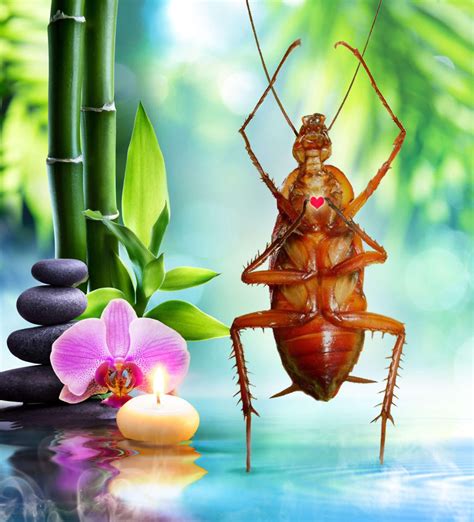 The Cockroach Diaries Bored Panda