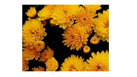 200 Mango Dream Mum Chrysanthemum Seeds Mum Flower Flower Seeds Annual