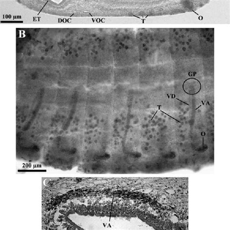 Immature Proglottides In A Filament Of Phyllobothrium Delphini The