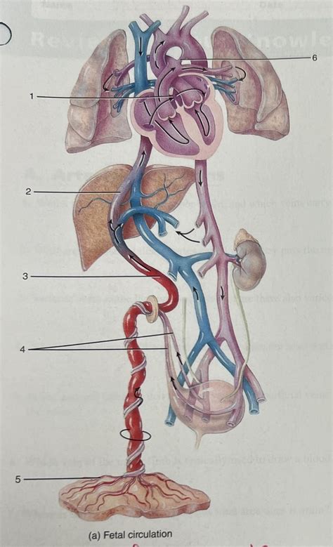 Fetal Circulation And Modification After Birth Pt 1 Diagram Quizlet