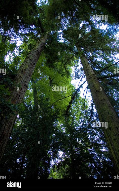 Tree Canopy Hi Res Stock Photography And Images Alamy