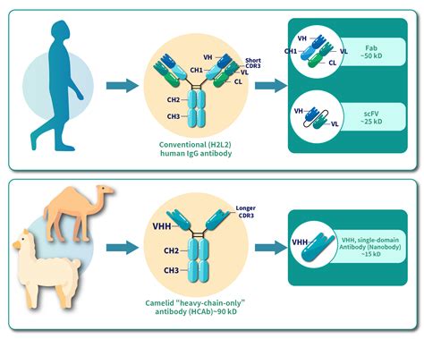 The Great Leap In Antibody Technology Nanobodies Leadgene Biomedical