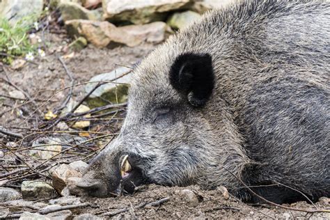 Wild Boar Ranua Resort