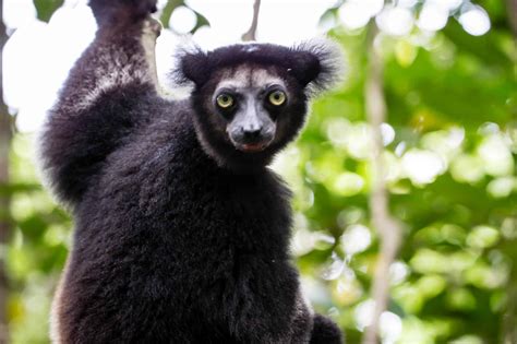 Picture 1 of 9 - Indri (Indri Indri) Pictures & Images - Animals - A-Z ...