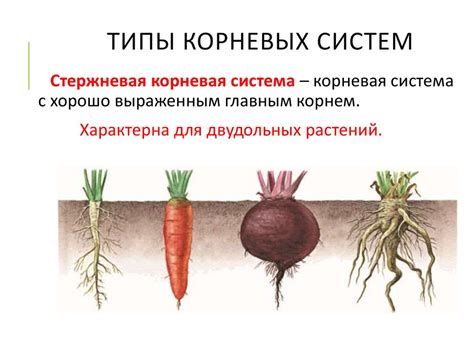 Виды корней и типы корневых систем - презентация онлайн
