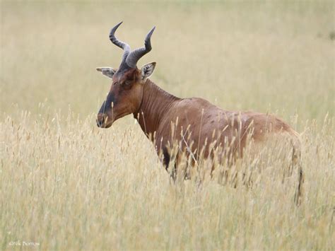Swaynes Hartebeest How A Community Is Working To Save A Rare Antelope One Earth
