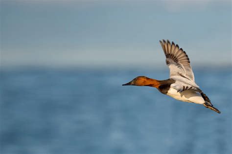 Canvasback Duck The King Of Waterfowl Field And Stream
