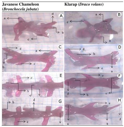 Skeleton Image Of Java Chameleon Tail And Klarap With