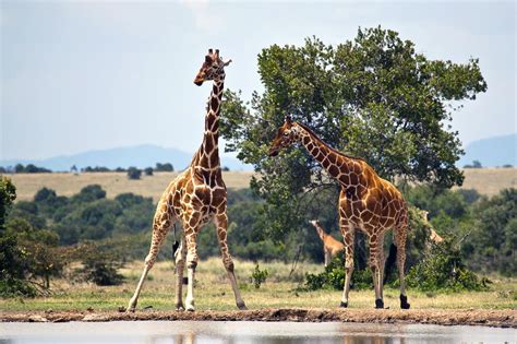 Calauit Safari Park Game Reserve In Palawan Go Guides