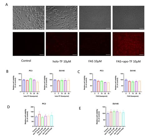 Intracellular Iron Levels Increase After Iron Supplementation With The