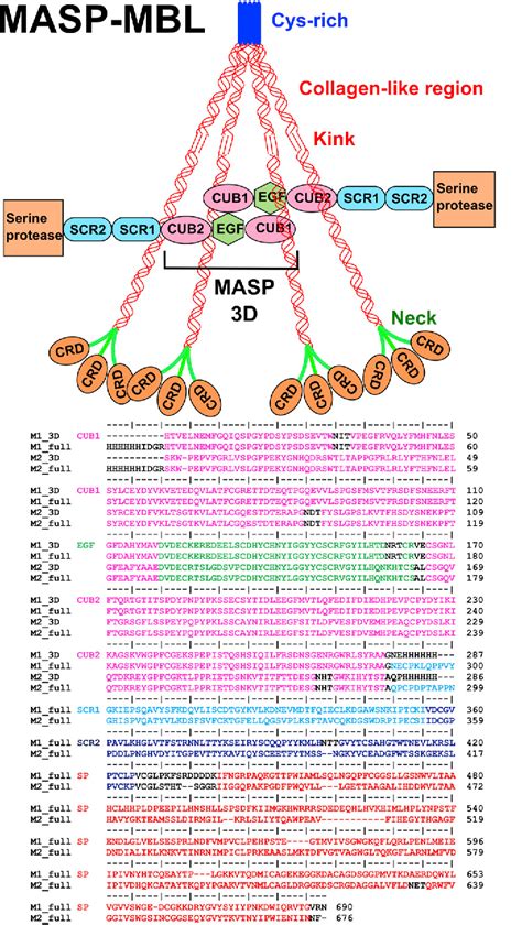 Figure 1 From Flexibility In Mannan Binding Lectin Associated Serine Proteases 1 And 2 Provides