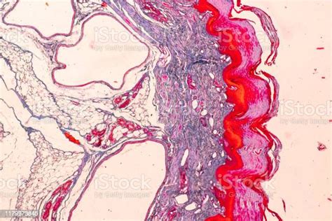 교육 해부학 및 조직 학적 샘플 터치 현미경의 밑에 피부 조직에 있는 Corpuscles 배율에 대한 스톡 사진 및 기타 이미지 배율 바위 여러 층 Istock