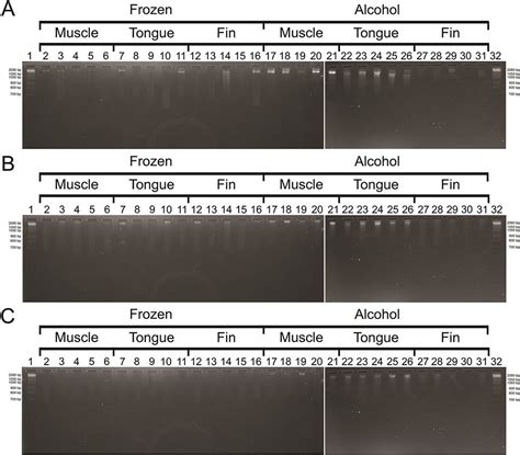 Comparing Dna Extraction Protocols From Biological Tissues Of Caribbean Red Snapper