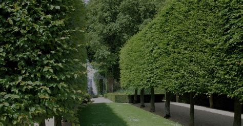 Tree Shaping Hobart Tree Services Total Tree Management