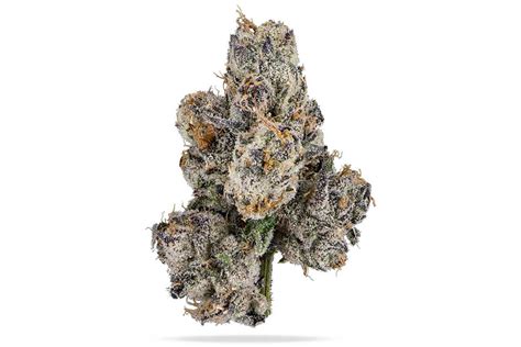 Explore Bubblegum Gelato Strain Mango Cannabis