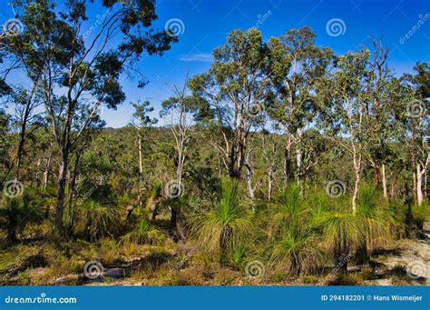 Native Forest With Grass Trees And Eucalyptus In Western Australia
