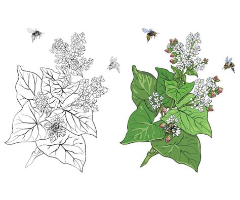 Premium Vector Buckwheat Flowers Vector Illustration