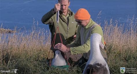 Northern Royal Albatross Cornell Lab Bird Cams