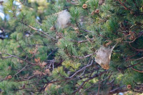 Segnalazione Nidi Di Processionaria Su Via Roma Loianoweb