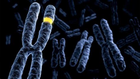 Xeroderma Pigmentosum Gene