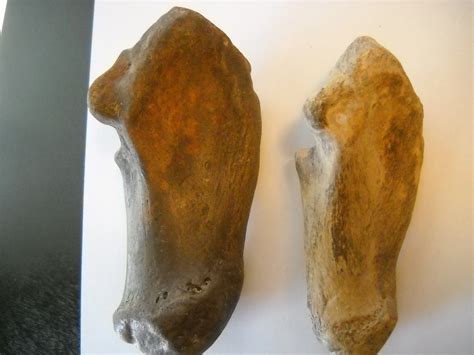 Calcaneum Id Fossil Id The Fossil Forum