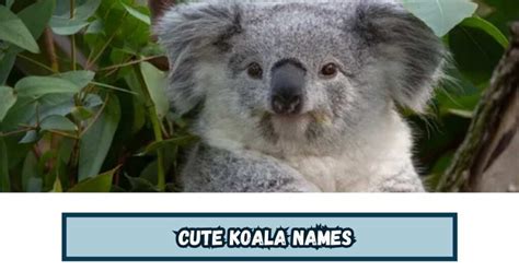 250 Cute Koala Names And Generator With Meanings [unique Ideas]