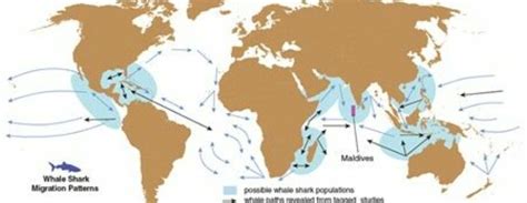 June 2024 Blog The Journey Of Whale Shark Migration Arp