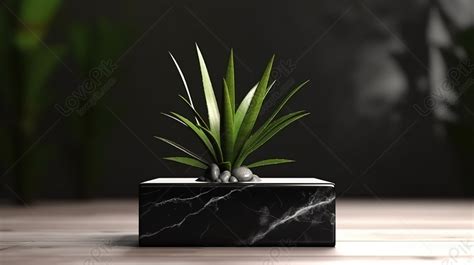 놀라운 3d 렌더링 검은 대리석과 나무 바닥 연단 위의 알로에 베라 3d 식물 배경 대리 배경 연단 배경 이미지 Hd 3d 식물 대리 연단 배경 사진 무료