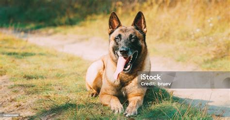 핸드 헬드 촬영 핸드 헬드 샷 시골 도로에 야외에 누워 있는 말리노이즈 개 벨기에 양치기 개는 활동적이고 지능적이며 친절하고 보호적이며 경계심이 많고 열심히 일합니다 벨기에