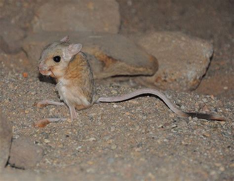 Lesser Egyptian Jerboa Wikipedia In 2024 Tiere Yolo