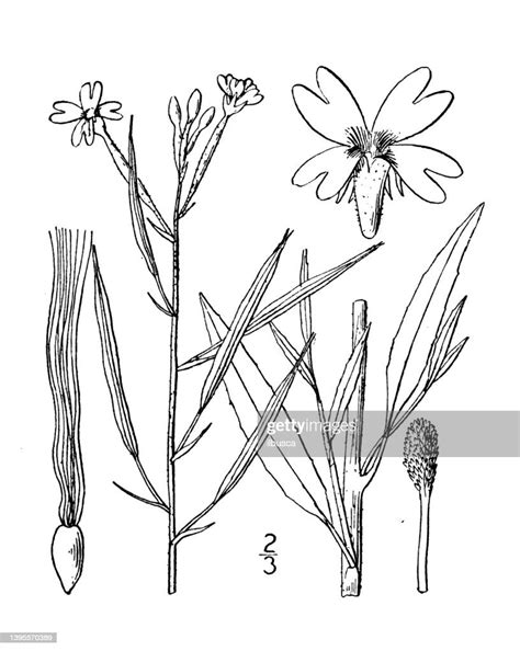 Antique Botany Plant Illustration Epilobium Paniculatum Panicled Willow