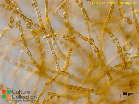 Ectocarpus Sp