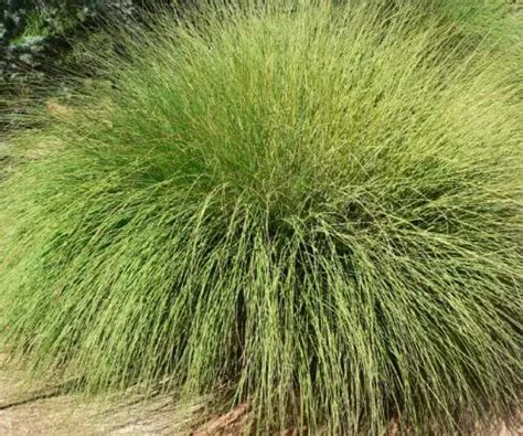 15 Types Of California Native Grasses With Pictures