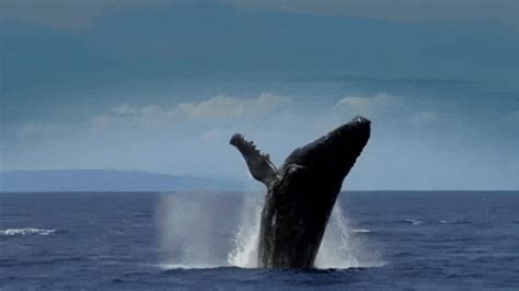 Whale Fall S Get The Best  On Giphy