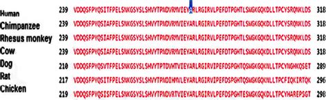 Multiple Protein Alignments Highlighted The Evolutionary Conservation