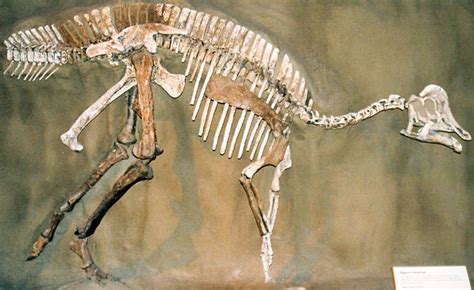 Hypacrosaurus Pictures And Facts The Dinosaur Database