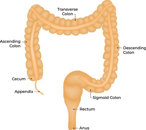 Appendectomy Appendicitis Anatomy Colorful Design Illustration 54989701
