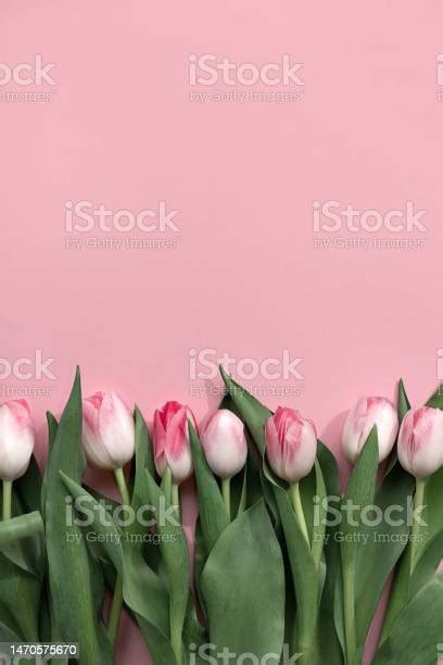 파스텔 핑크 배경 배너 또는 인사말 카드 디자인 템플릿에 튤립 테두리가 있는 미니멀한 미적 꽃 구성 여성의 날 또는 어머니의 날 개념 0명에 대한 스톡 사진 및 기타 이미지