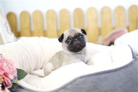 퍼그 분양 강아지분양 도그마루 중형견