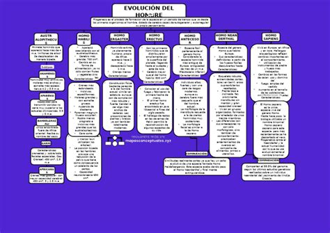 Mapa Conceptual De La Evolucion Del Hombre Pdf Homo Humano