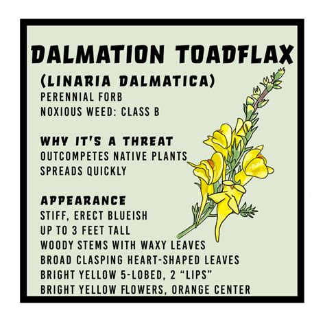 Dalmatian Toadflax Swvma