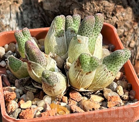 Shpr11614 Conophytum Marginatum Cactus Online